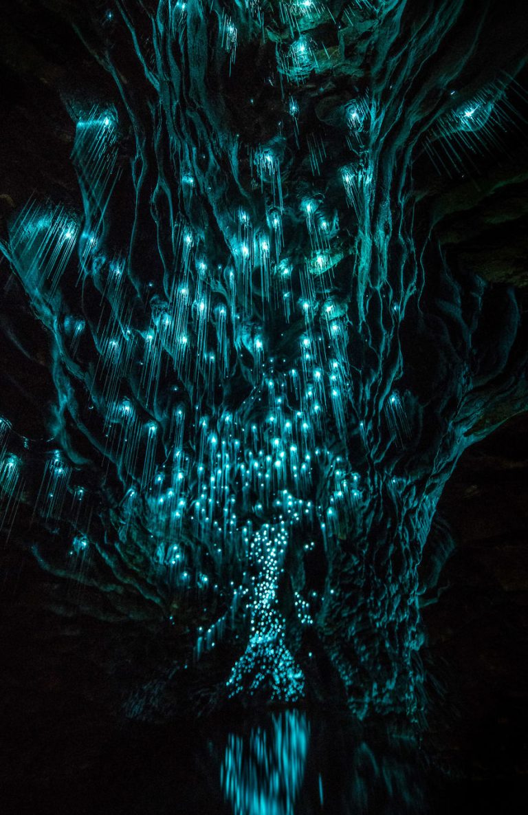 Les grottes de Waitomo s'illumine grâce à des insectes