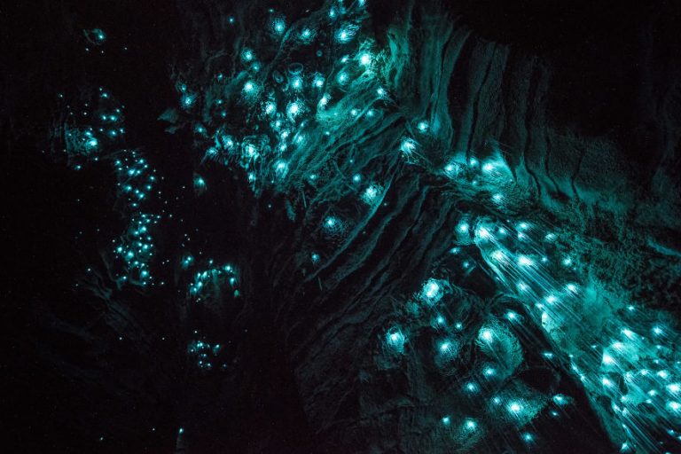 Les grottes de Waitomo s'illumine grâce à des insectes