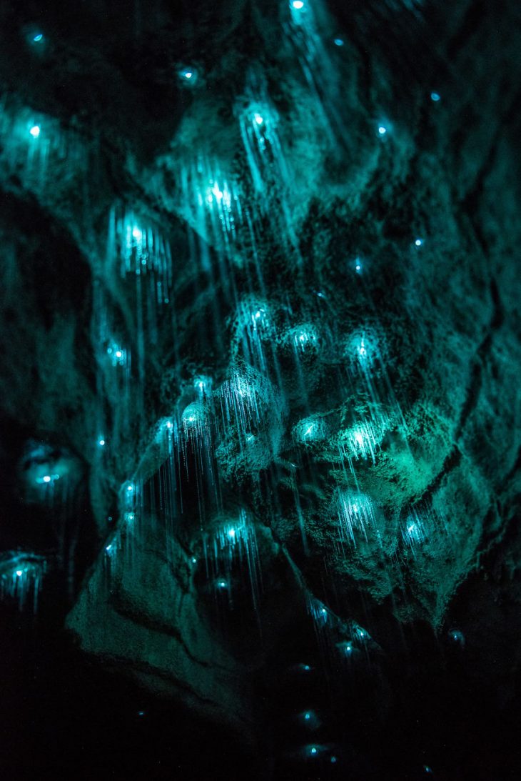 Les grottes de Waitomo s'illumine grâce à des insectes