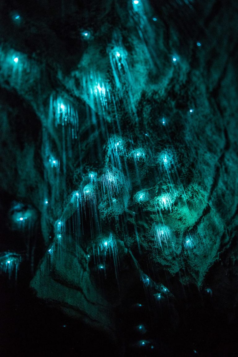 Les grottes de Waitomo s'illumine grâce à des insectes