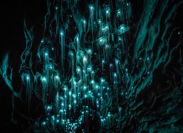 Les grottes de Waitomo s'illumine grâce à des insectes